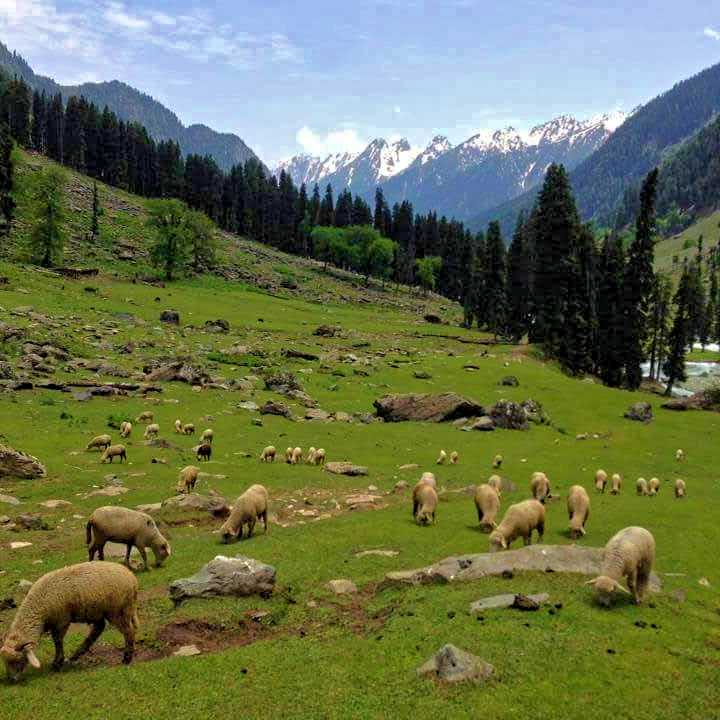 Doodhpathri Meadows and more: Explore Kashmir on a Curated Tour